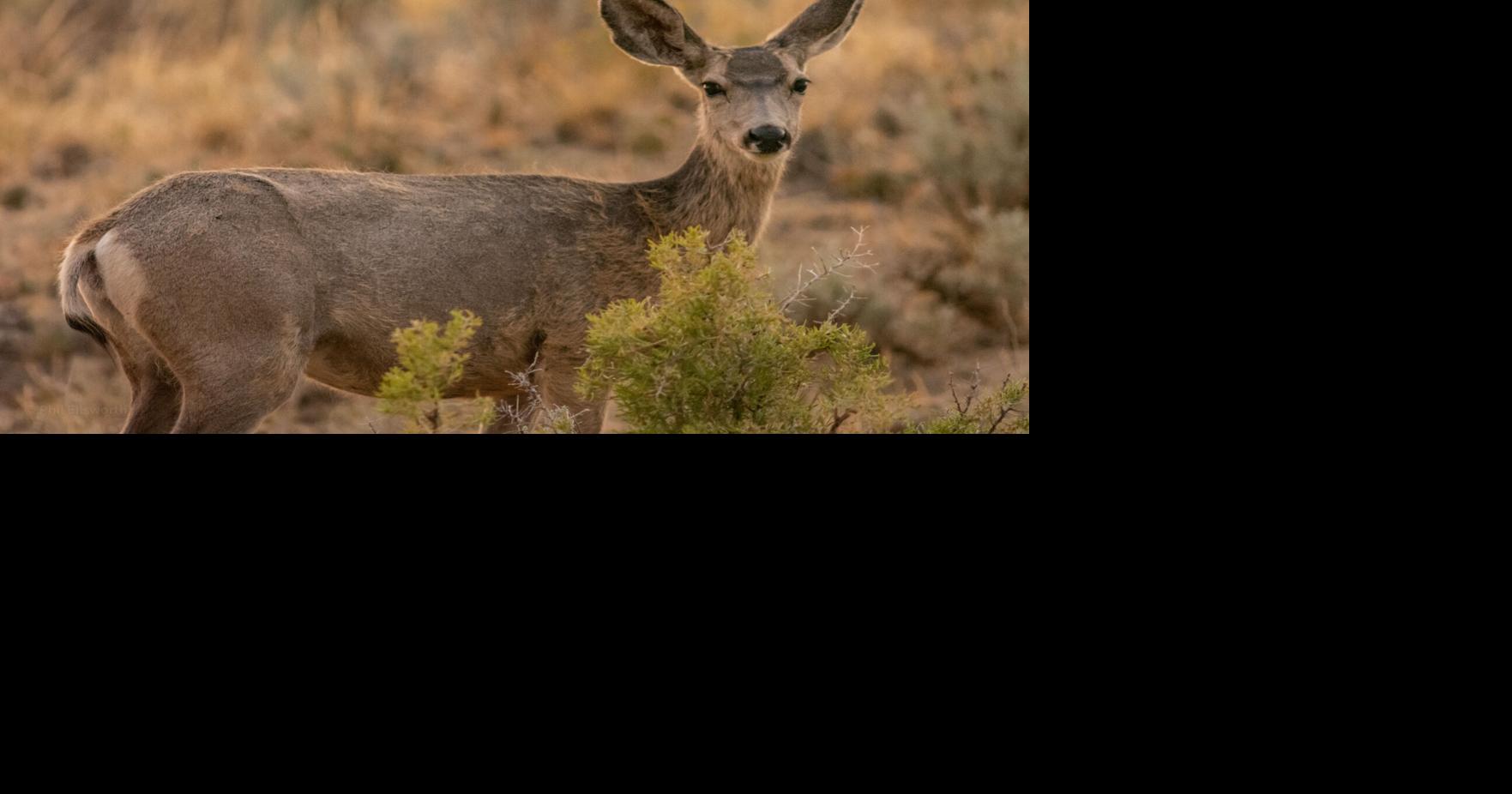 Wyoming development threatens mule deer habitat