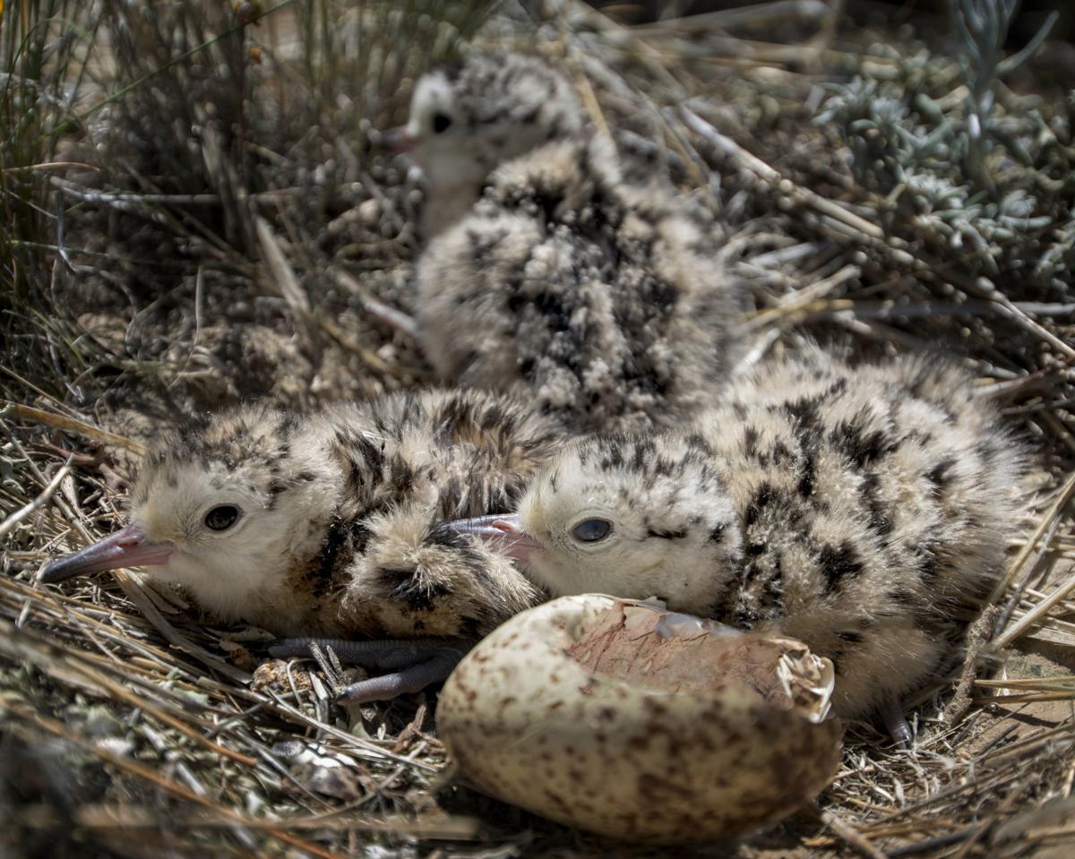 Curlew nest success high in Big Horn Basin