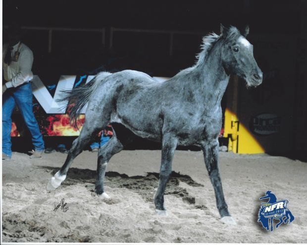 'He was one of the greatest': Legendary Wyoming bucking horse Khadafy ...