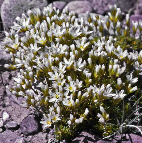 A photo guide to Wyoming wildflowers
