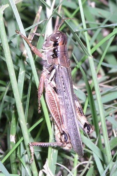 Wyoming braces for another summer grasshopper invasion