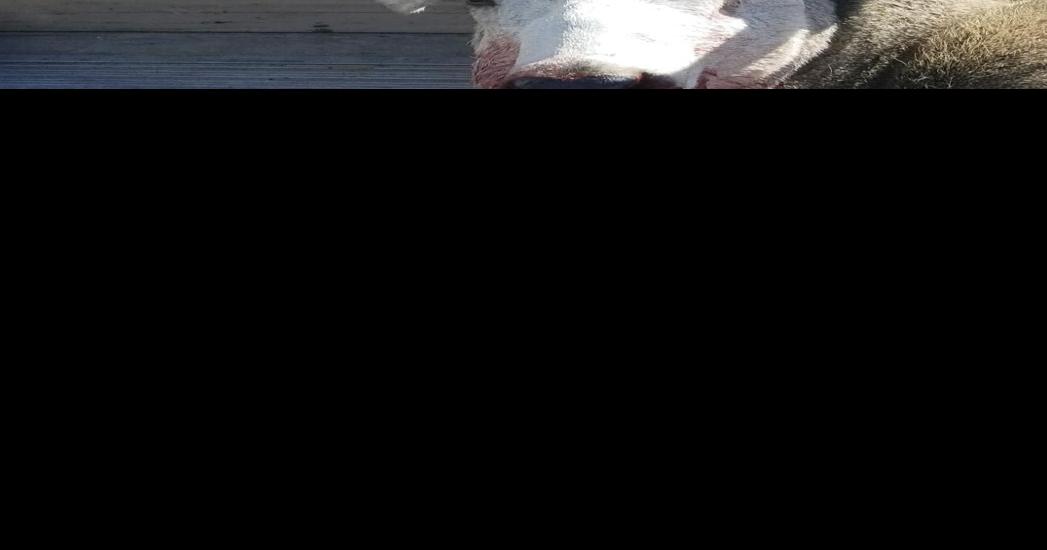 Roger Allen Cardwell