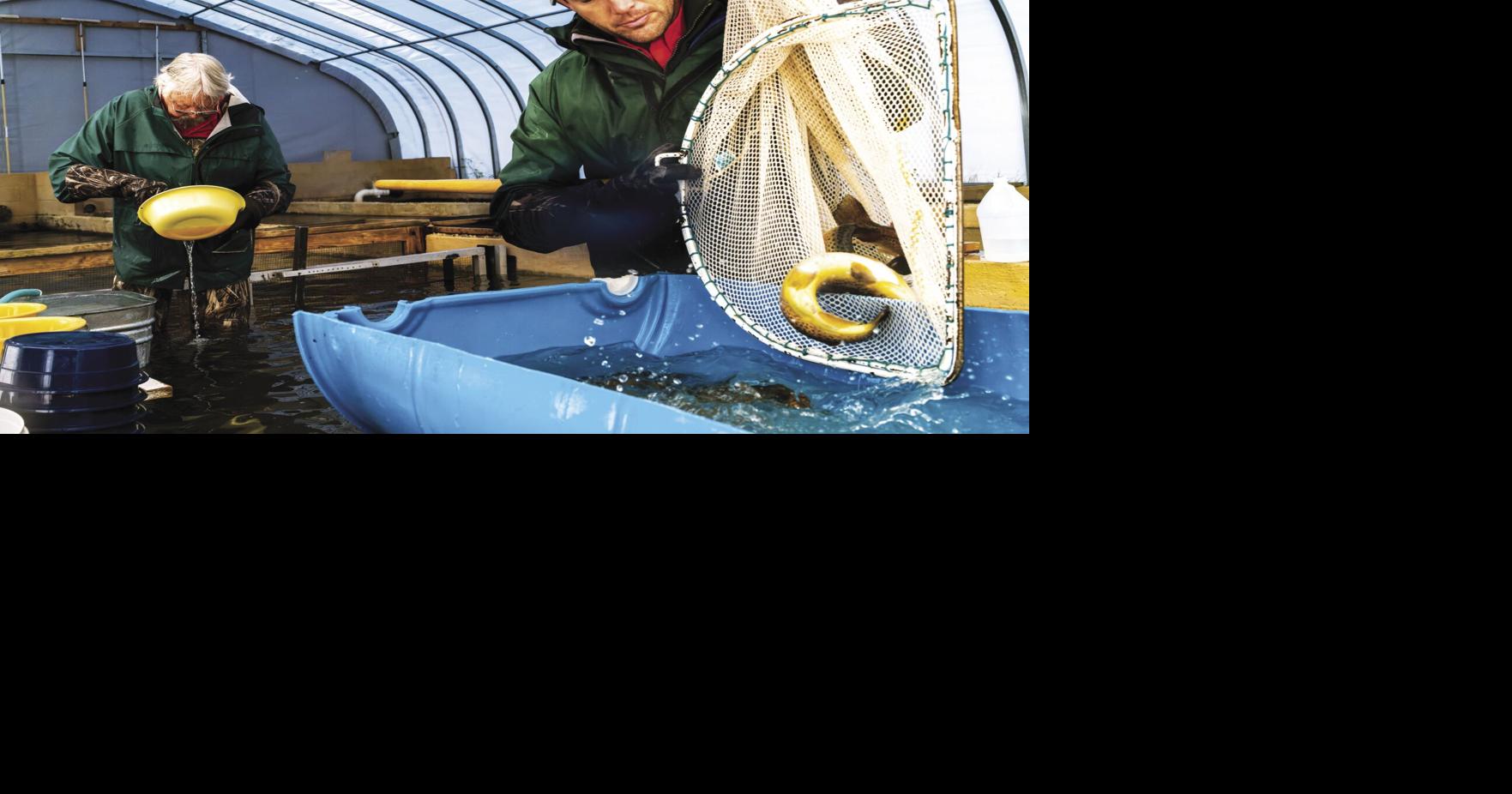 Fall spawning: Story Fish Hatchery creates conditions ideal for trout ...