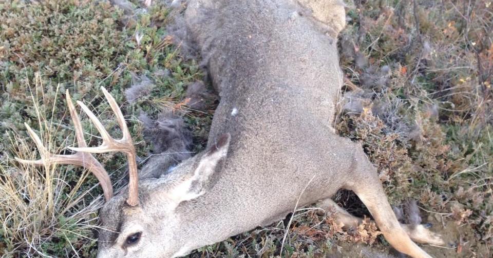 First case of wildlife-killing chronic wasting disease found in Montana