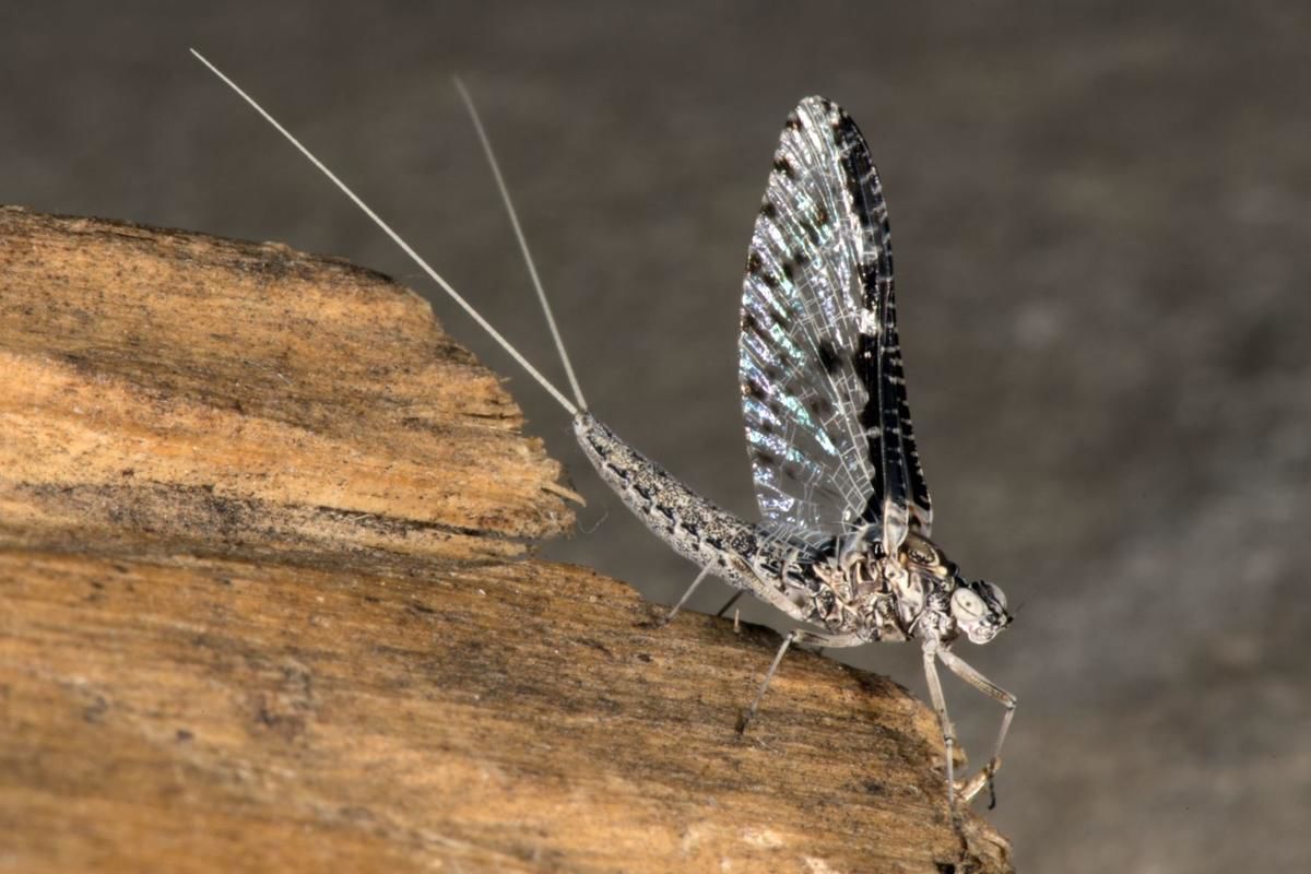Mayfly hatches are signs of healthy waters, good fly fishing