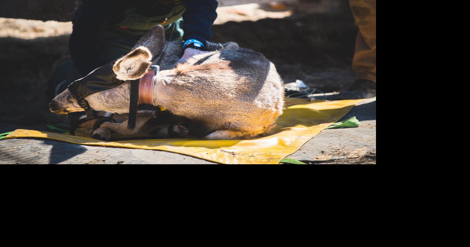 Epic Wyoming mule deer migration documented again, confirming the ...