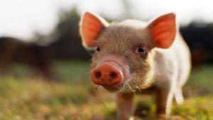 Pig sooie! | News | trib.com