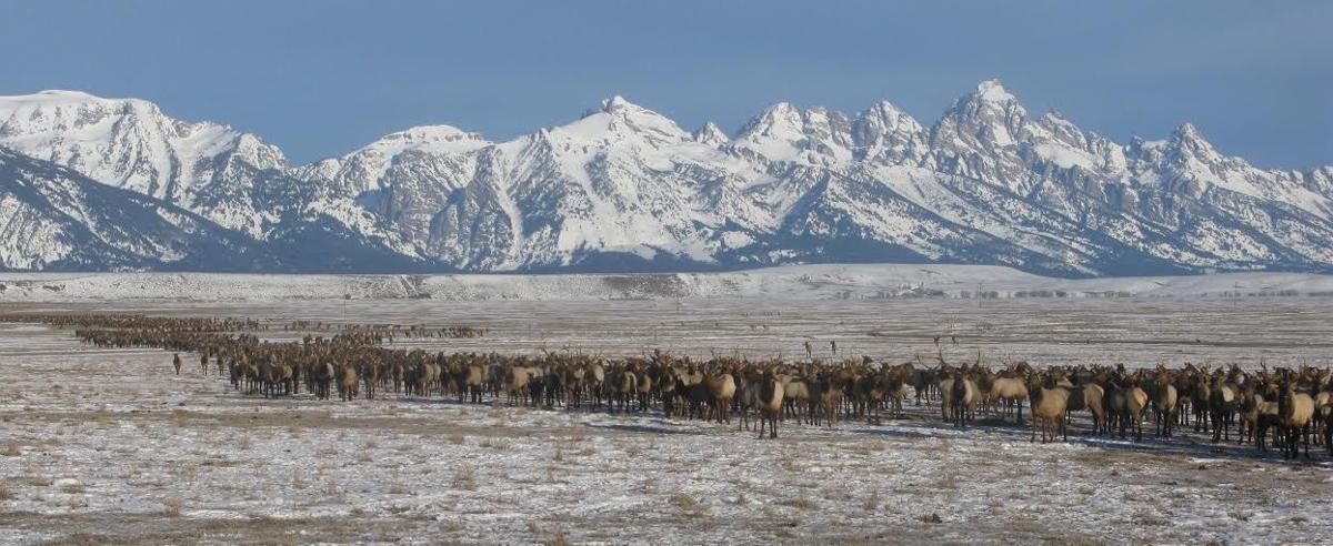 Drone pilot ticketed after sparking stampede at National Elk Refuge
