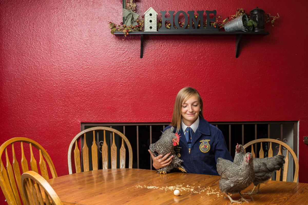 Cheyenne council approves backyard chicken ordinance