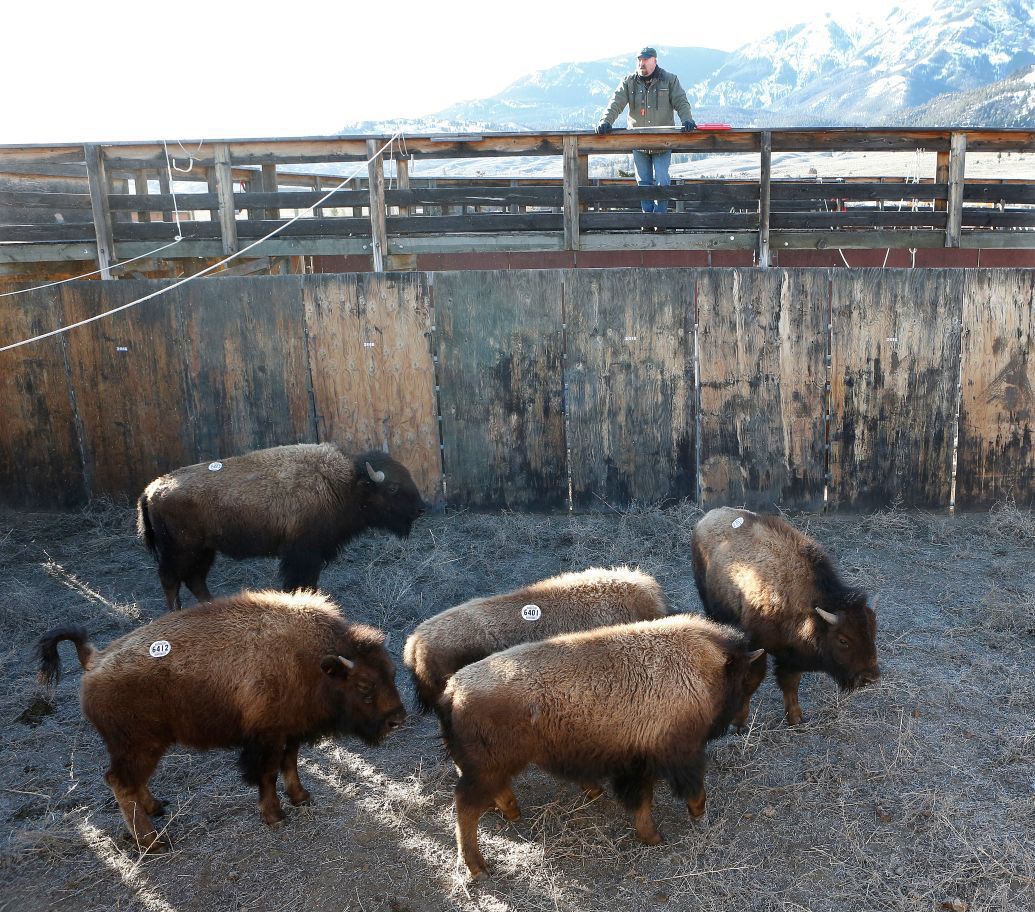 Tribes ask legislators to give bison more room to roam