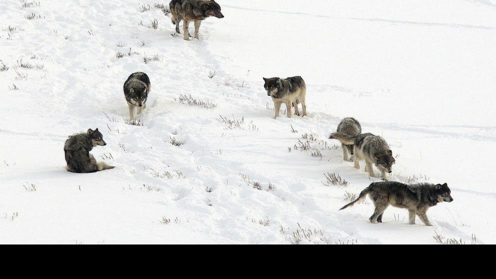 Study: Wolves in big packs more likely to survive mange | Open Spaces ...