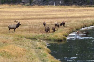 Percentage of elk migrating out of northern Yellowstone increasing