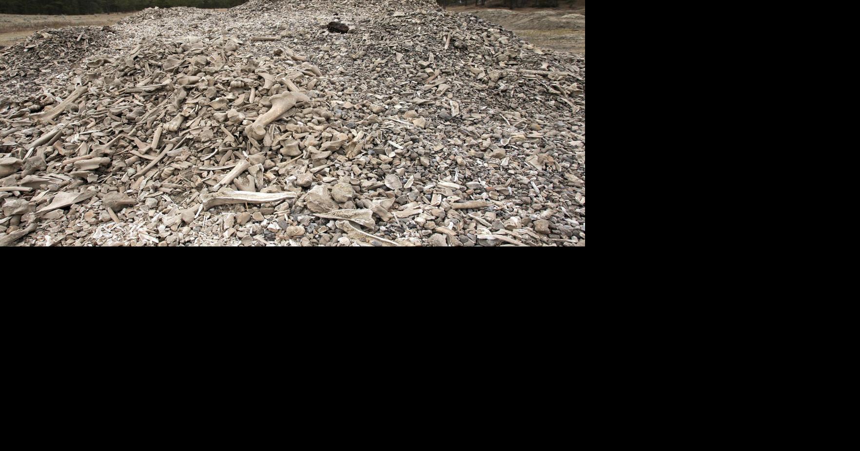 Photos: At this ancient bison kill site, native hunters left the bones ...