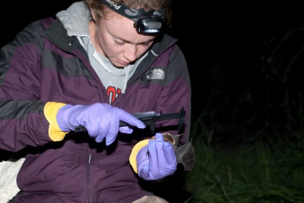 Yellowstone bat study looks for signs of deadly disease