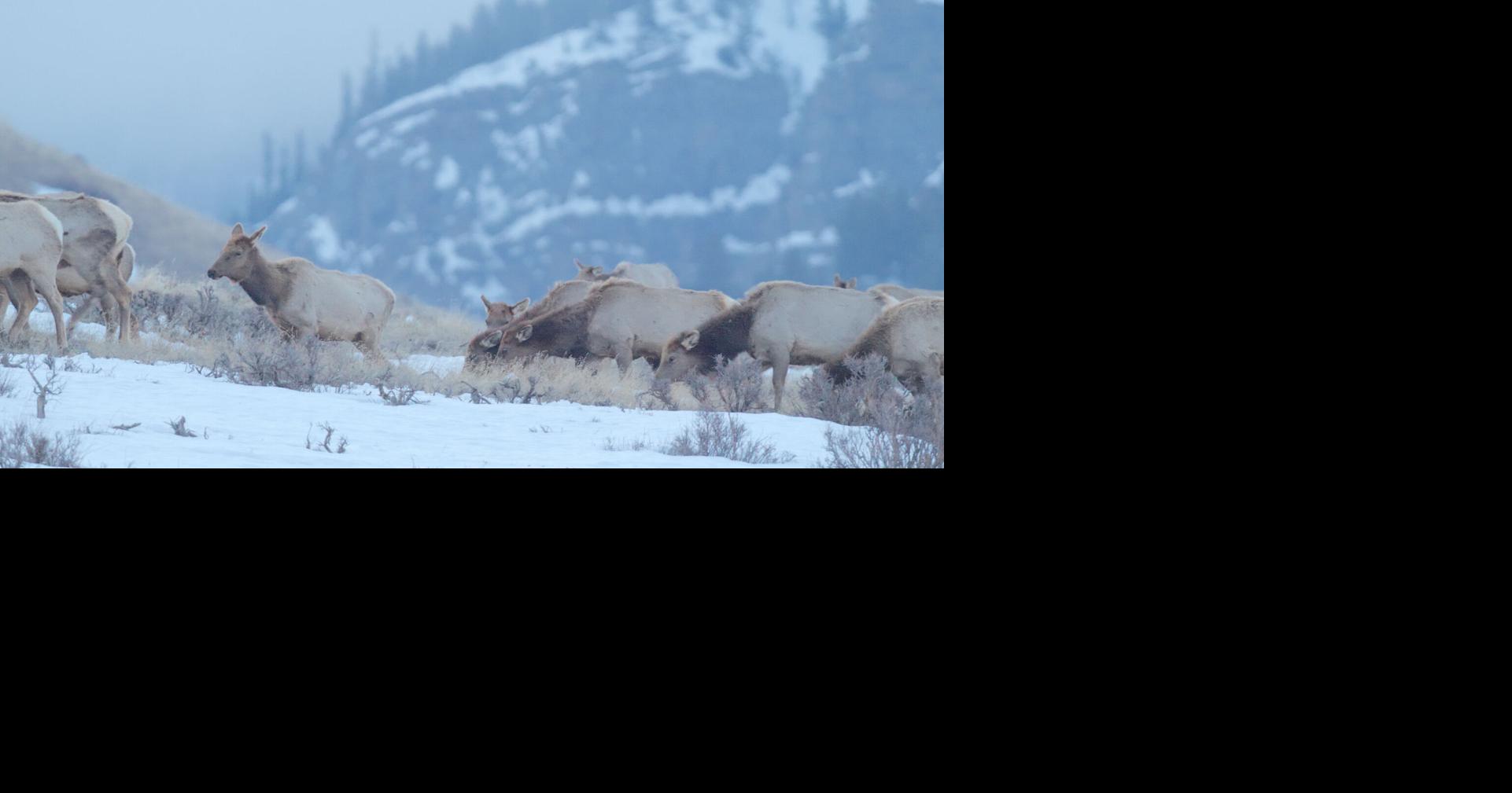 New challenge emerges for Jackson Hole elk