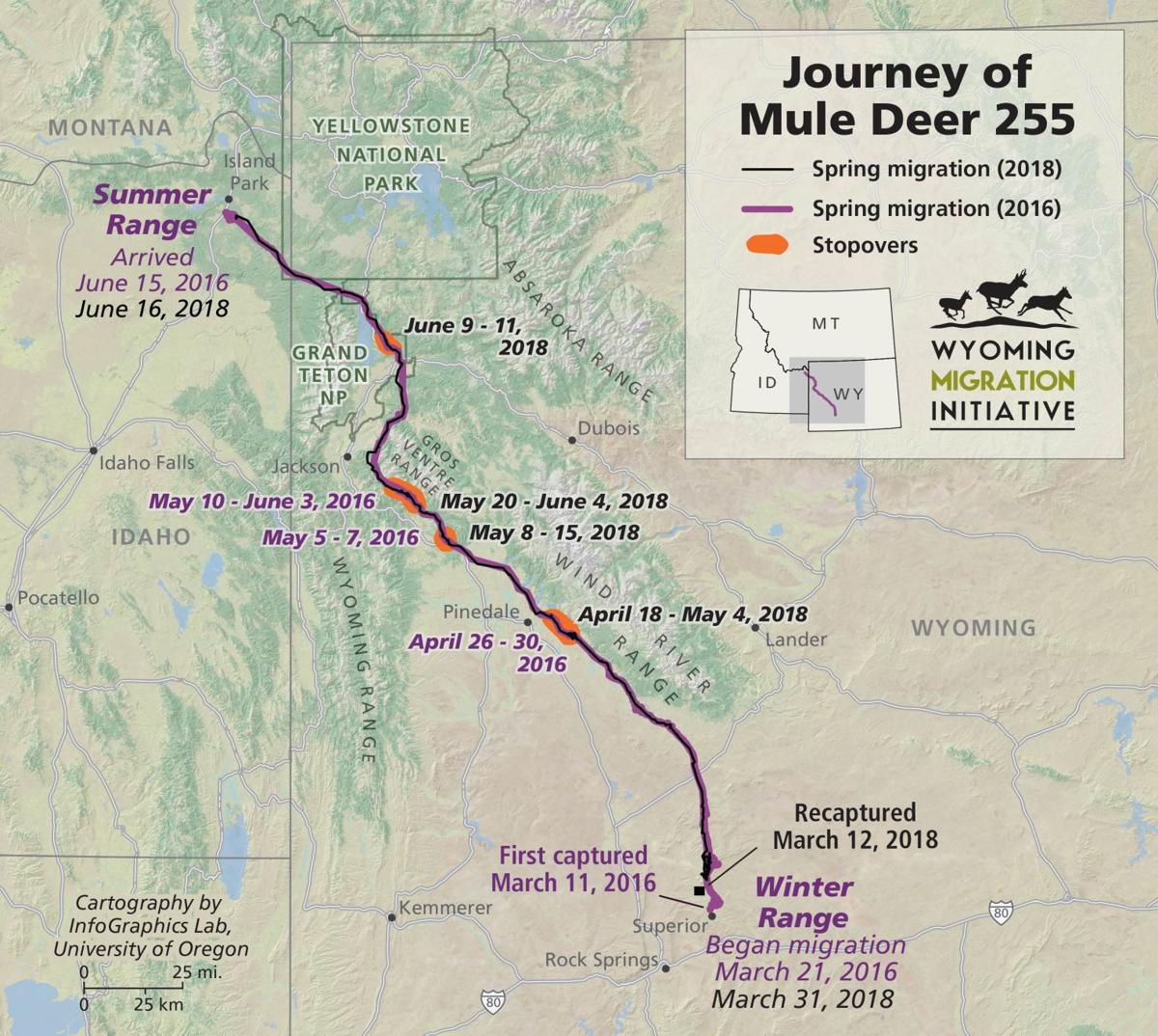 Epic Wyoming Mule Deer Migration Documented Again Confirming The Longest Path In The World