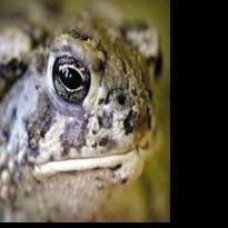 Wyoming toad gets boost from science