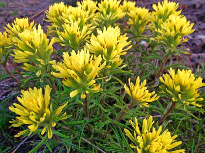 A photo guide to Wyoming wildflowers