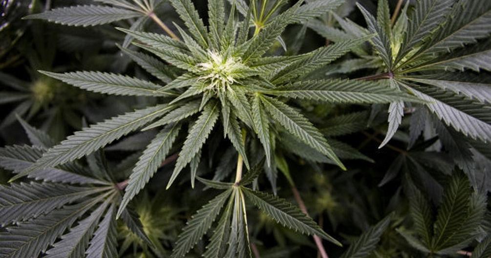 Eastern Shoshone General Council to vote on medical marijuana this month