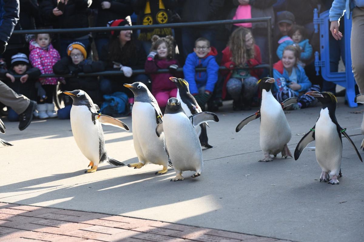 Penguins on Parade | Community | tribdem.com