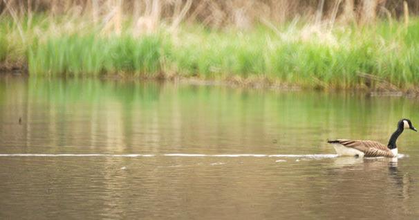 CSA shuts down whitewater valve due to baffling gate stem vibration ...