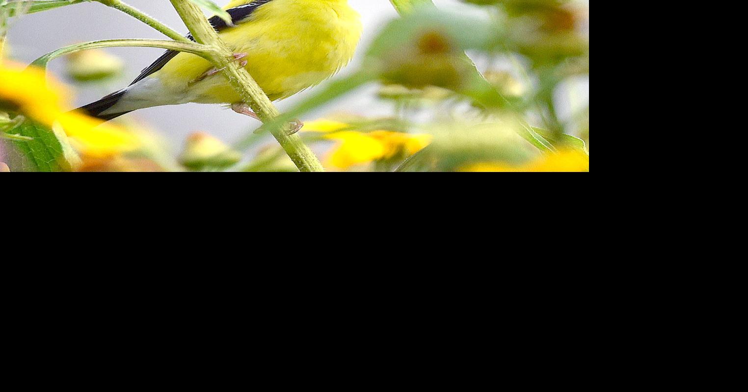 Picture This | Bird shot captures photo contest | News | tribdem.com