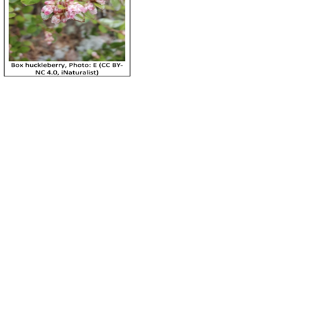 Huckleberry growing in Bedford County among 'endangered' plants in DCNR ...