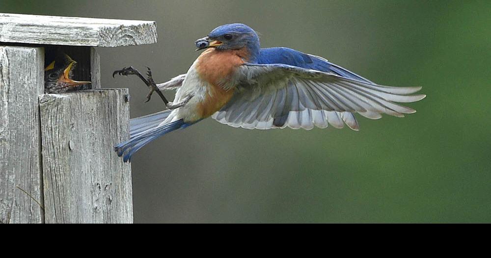 Bluebird flies into "Picture This" top spot | News | tribdem.com