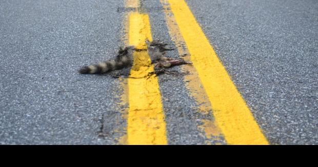 Crews paint over dead raccoon on Franklin St. | Local News | tribdem.com