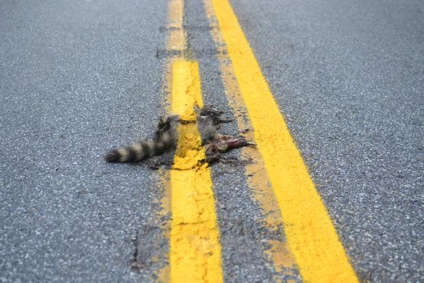 Crews paint over dead raccoon on Franklin St. | Local News | tribdem.com