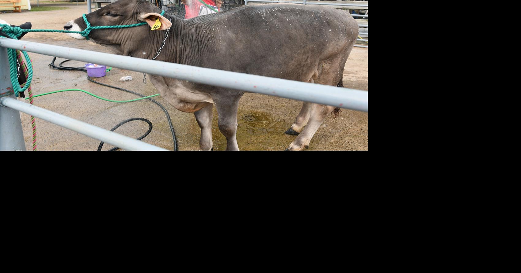 Somerset County 'family tradition' continues as kids show animals at ...