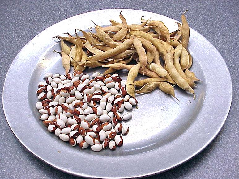 Historical center recruiting volunteers to grow heirloom beans | News ...
