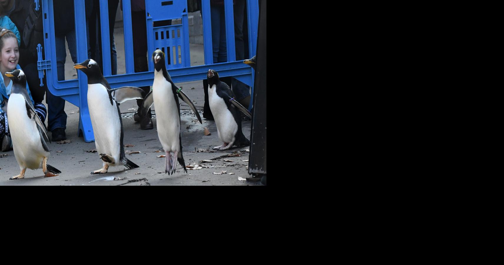 Penguins on Parade | Community | tribdem.com