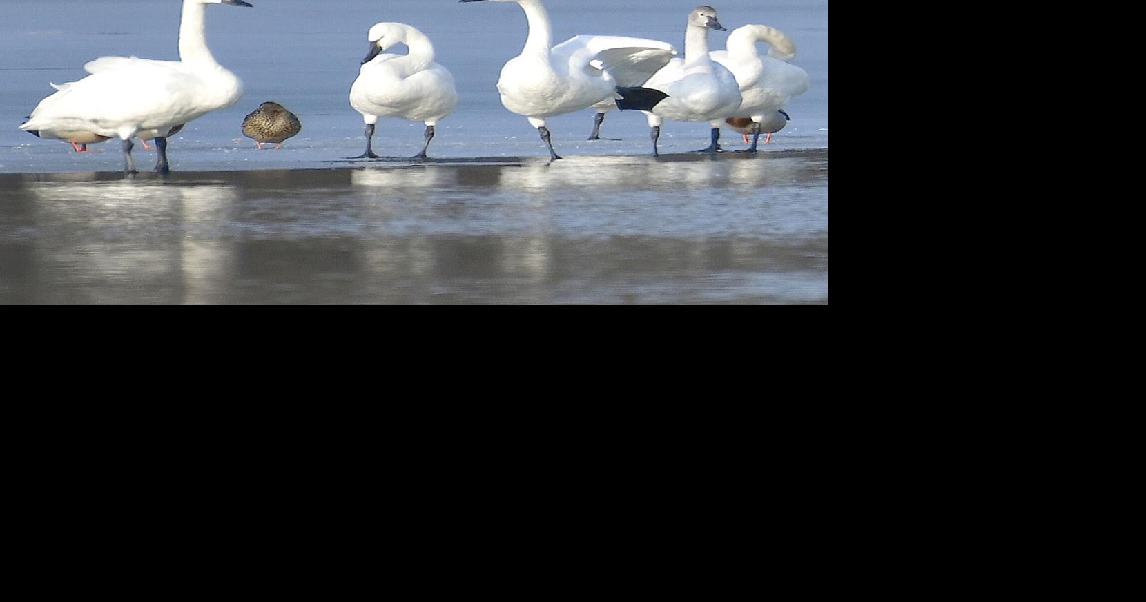 WATCH VIDEO | Swan break: Migratory birds turn Que into rest stop ...