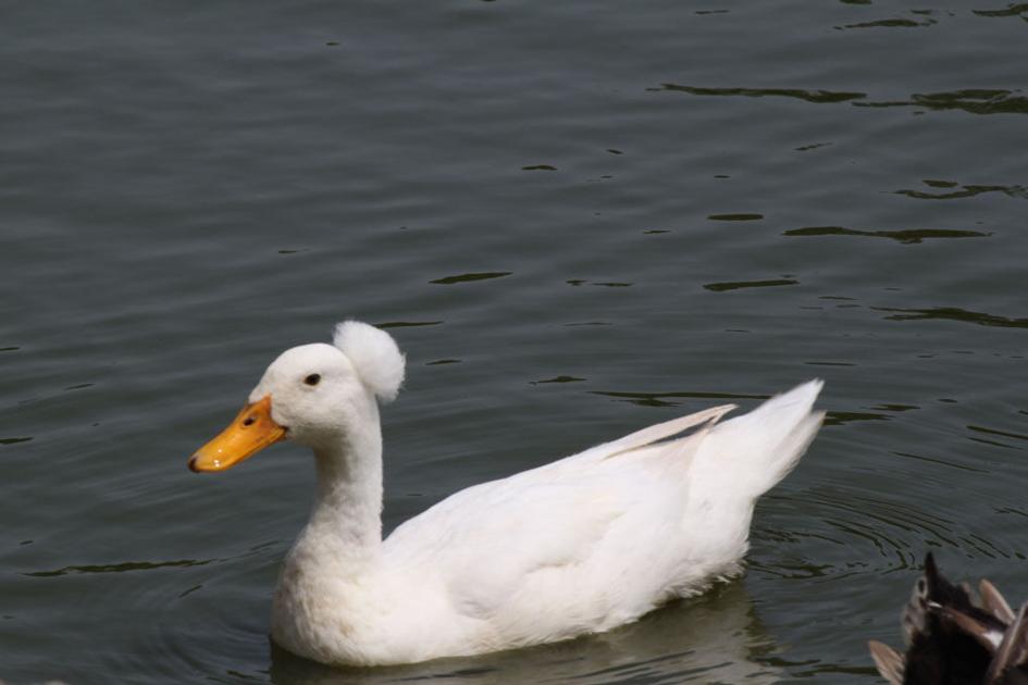 picture this - puffy duck | | tribdem.com