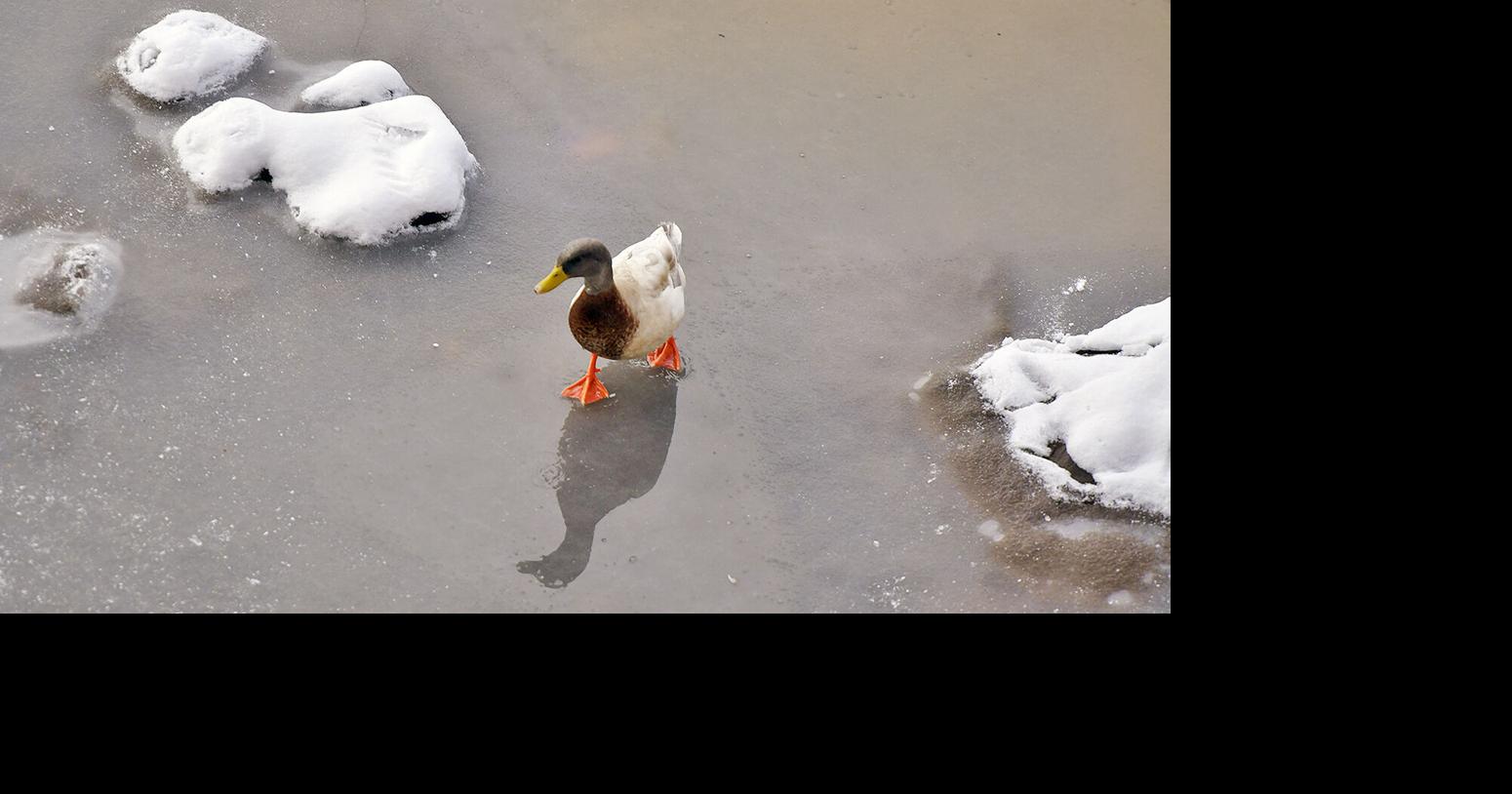 Skating duck | News | tribdem.com
