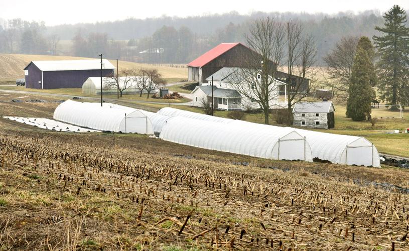 What We Make | 'They want to buy local': Nicktown's Blue Goose Farm ...