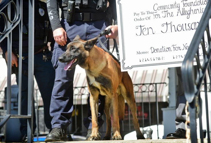 PHOTO GALLERY | Johnstown police introduce two K-9 unit additions ...