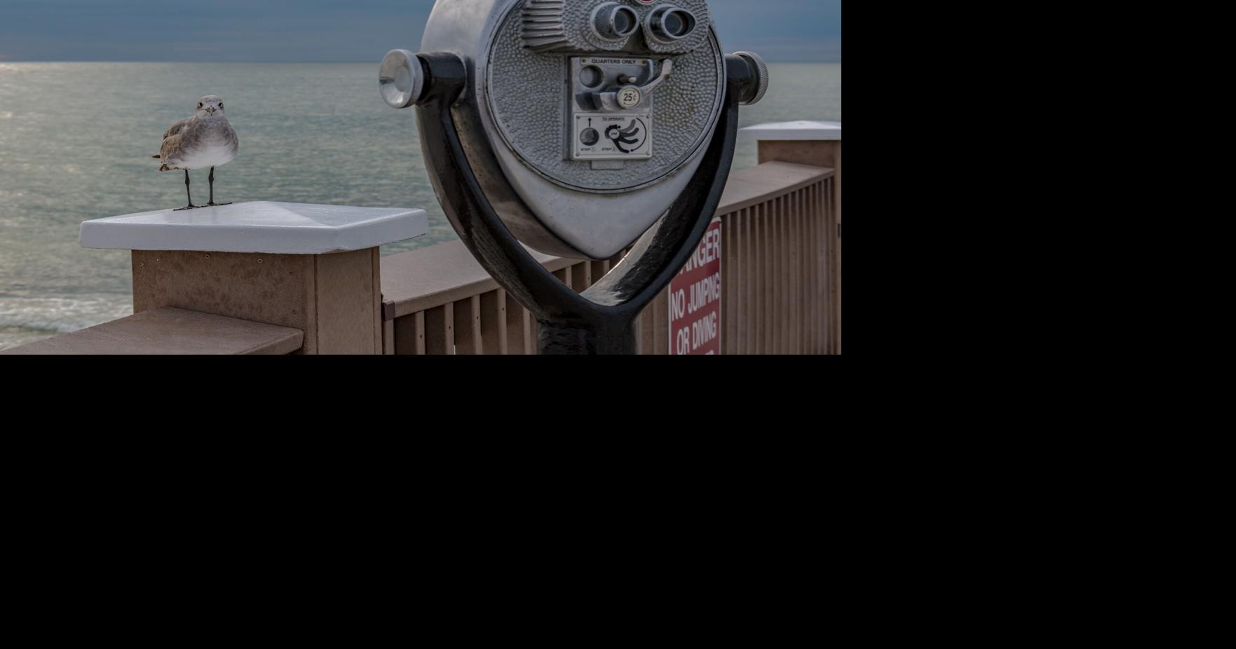 Lenses of many cameras | Biennial exhibit features works by more than ...