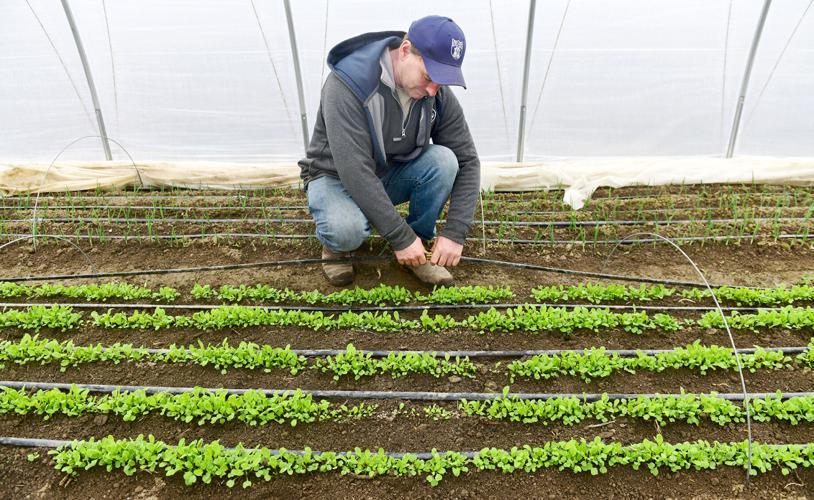 What We Make | 'They want to buy local': Nicktown's Blue Goose Farm ...