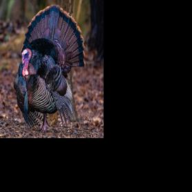 PHOTO GALLERY | Spring Gobbler season set to open | Gallery | tribdem.com