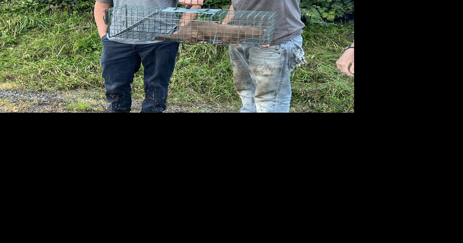 State police investigating release of thousands of minks from fur farm ...