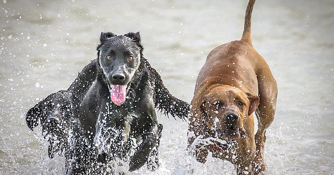 Dogs sprint to top of photo contest | News | tribdem.com