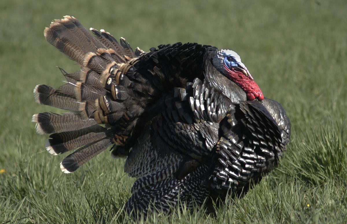 PHOTO GALLERY | Outdoors | Spring Gobbler Season | Gallery | tribdem.com