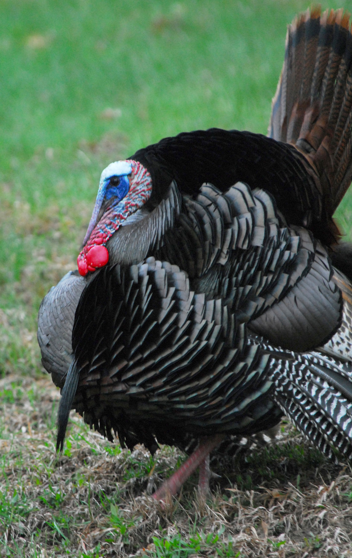 PHOTO GALLERY | Outdoors | Spring Gobbler Season | Gallery | tribdem.com
