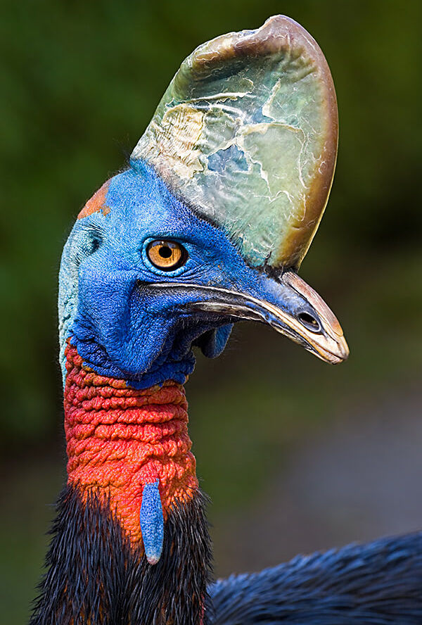 PHOTO GALLERY | Ornithologist Andy Mack and Cassowaries of Papua New ...