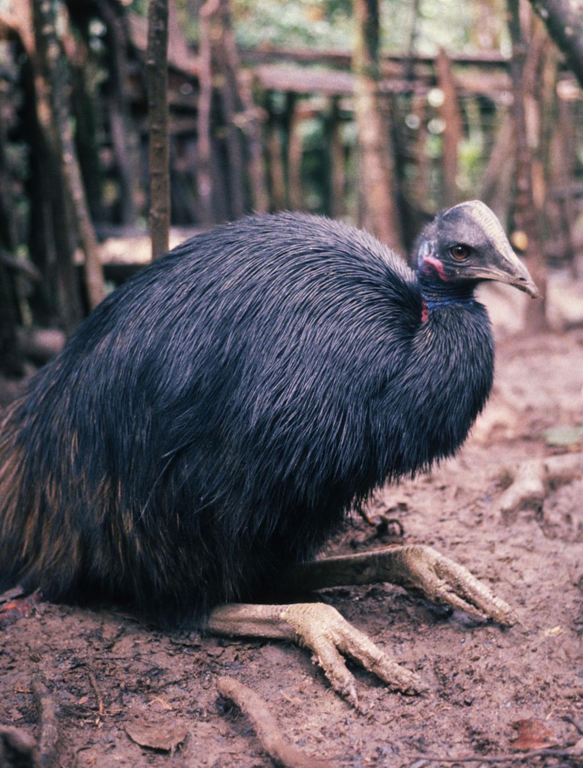 Outdoors | Cassowaries in the jungle: Westmoreland County man studied ...