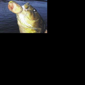 Smallmouth bass cancer | | tribdem.com