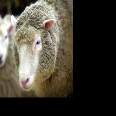 Today in History: July 5, Dolly the sheep born in cloning breakthrough ...