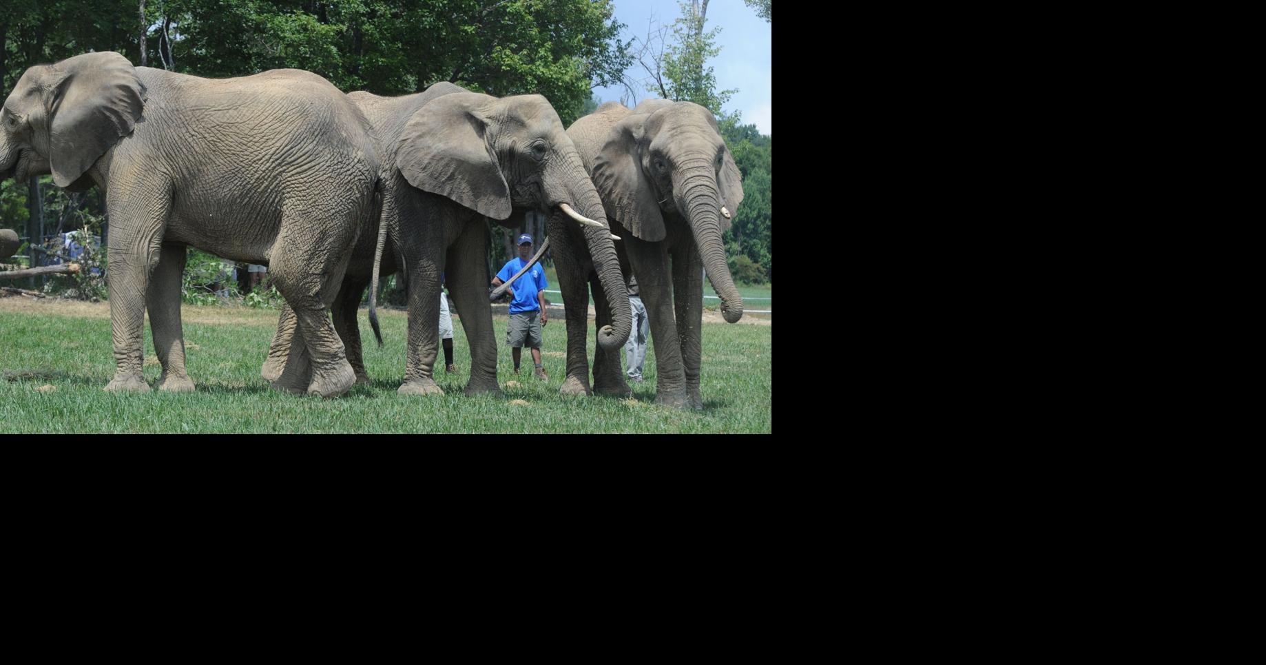 Editorial | Growing the impact of Somerset’s successful elephant center ...